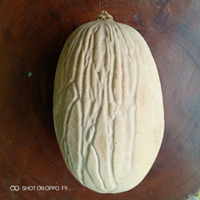 Jual buah biji pohon Ulin kalimantan | Shopee Indonesia