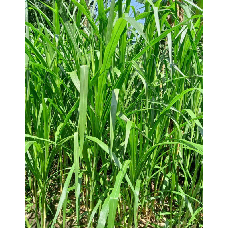 Jual 1 Kg Bibit Rumput Pakcong Super / Bibit Napier Pakcong / Bibit ...
