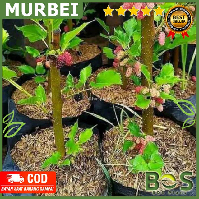 Jual Bosplant - Bibit Tanaman Buah Murbei Bibit Murbay Premium Siap ...