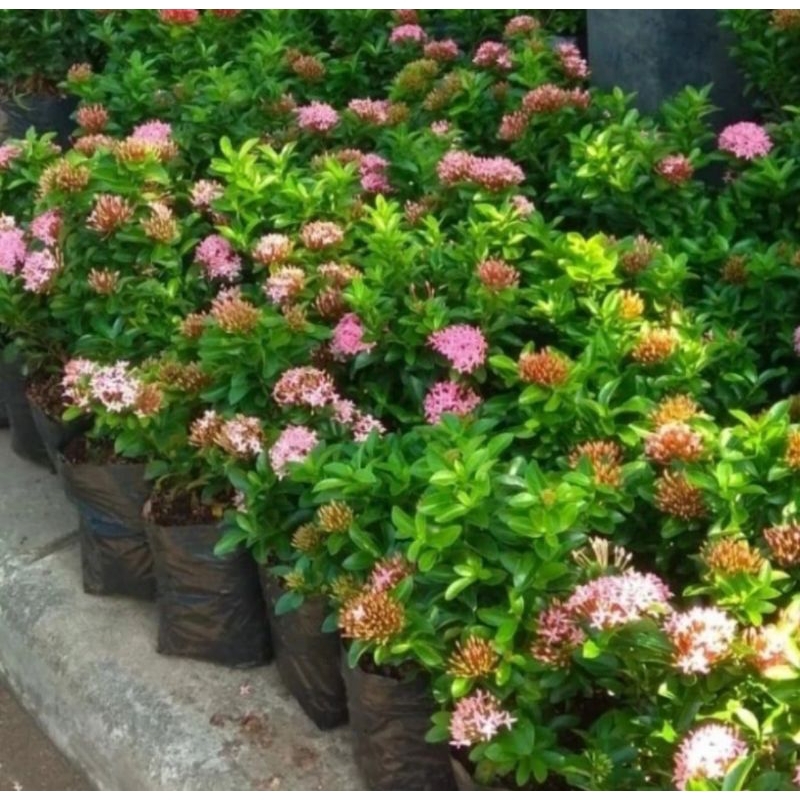 Jual Tanaman Hias Asoka Jambon bunga pink - Tanaman outdoor soka jambon ...