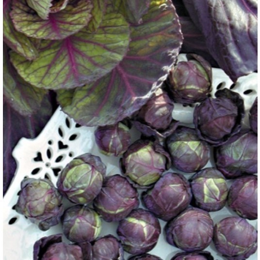 Jual PlantSeed- 5 Benih Bibit Kubis Mini Brussels Ungu Import | Shopee ...