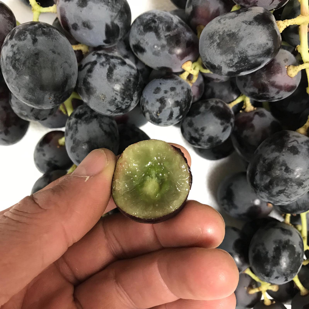 Jual Adora Seedless atau SUGRA34 Tanaman Anggur | Shopee Indonesia