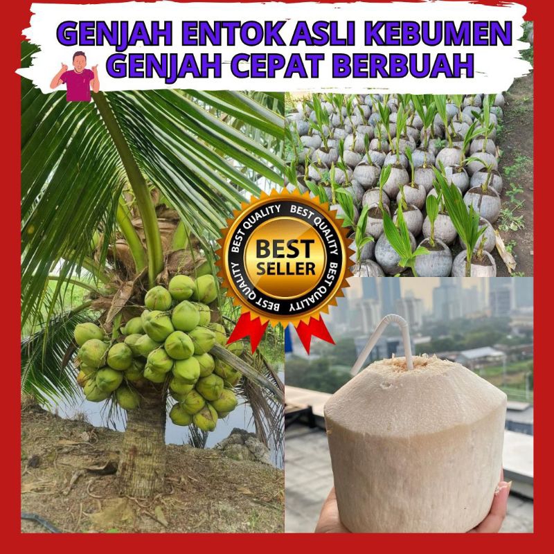 Jual Kelapa Hibrida Hijau Pendek, Kelapa Hibrida, Kelapa Hibrida Buah Besar. Isi 5 bibit ...