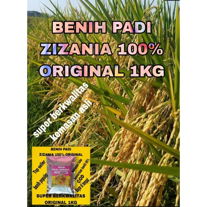 Jual BENIH PADI ZIZANIA 1KG ADA HARGA ADA KWALUTAS JANGAN TERGIUR HARGA ... Jual BENIH PADI ZIZANIA 1KG ADA HARGA ADA KWALUTAS JANGAN TERGIUR HARGA ...