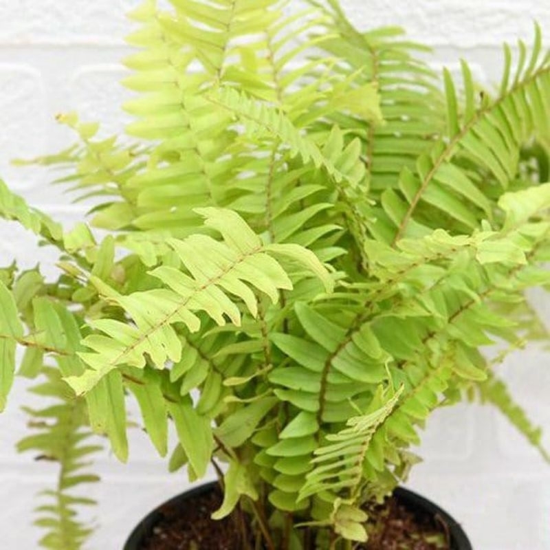 Jual Tanaman Pakis Boston Kuning / Yellow Boston Fern / Nephrolepis ...