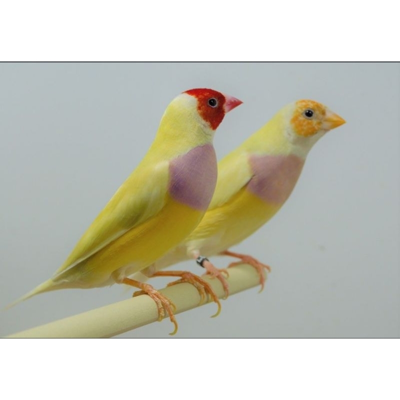 Jual Burung gould amadine punggung kuning sepasang siap ternak | Shopee ...