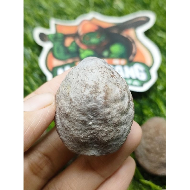 Jual MUNCANG ADU JAYANTI SI JAMBRONG (POSISI KOPONG) | Shopee Indonesia