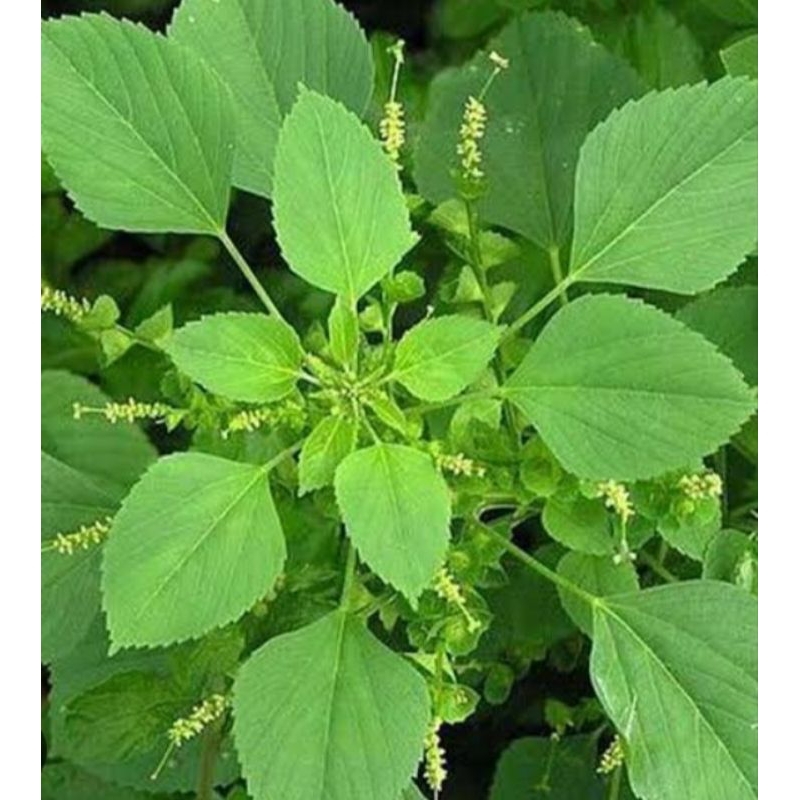 Jual tanaman herbal anting anting tanaman akar kucing tanaman herbal ...