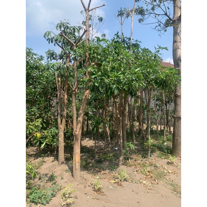 Jual pule tinggi 3 m Sudah karantina (karung dan tali tanah jangan ...