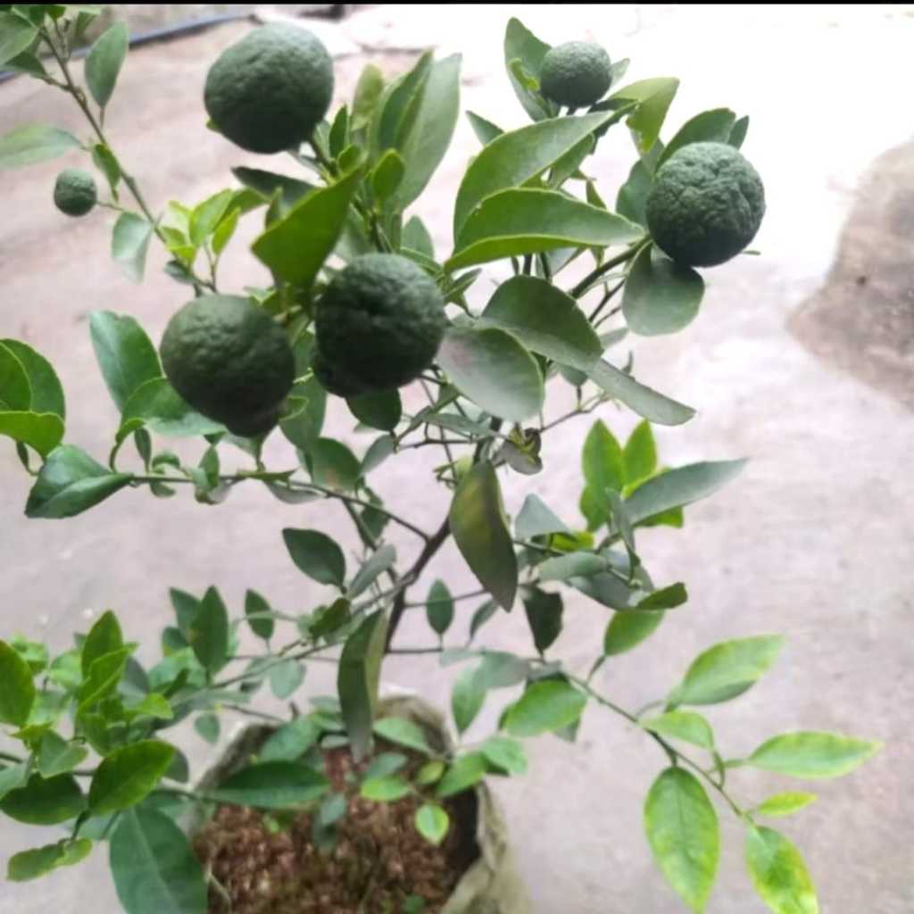 Jual TANAMAN POHON JERUK SAMBAL BERBUAH TINGGI 80CM | Shopee Indonesia