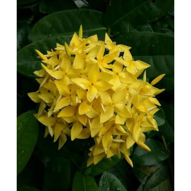 Jual Tanaman Bunga Asoka Kuning rimbun / Bunga Suko Kuning | Shopee ...