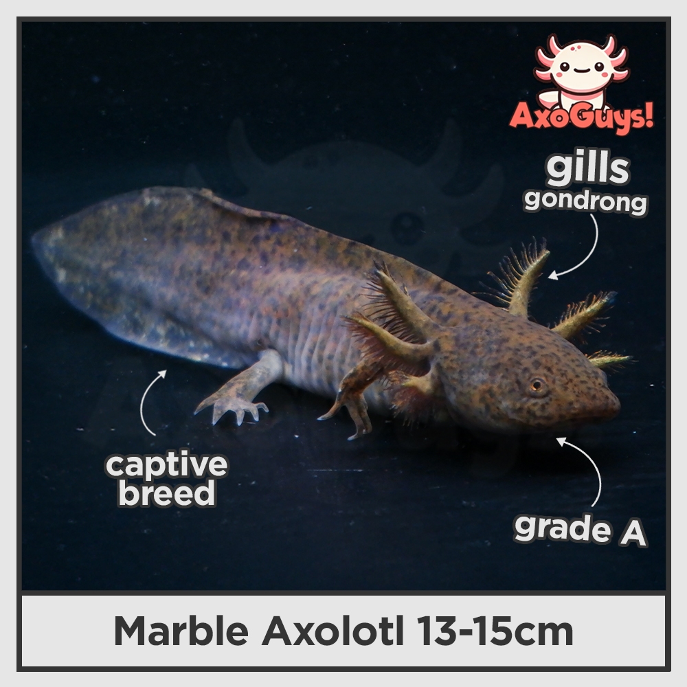 Jual Axolotl (Naga Air) Marble Premium 13-15cm | Shopee Indonesia