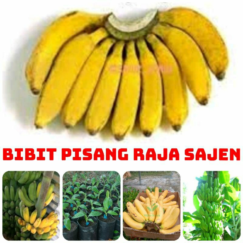 Jual Bibit pisang Raja bulu Raja Sajen Rojo Temen buah pisang manis | Shopee Indonesia
