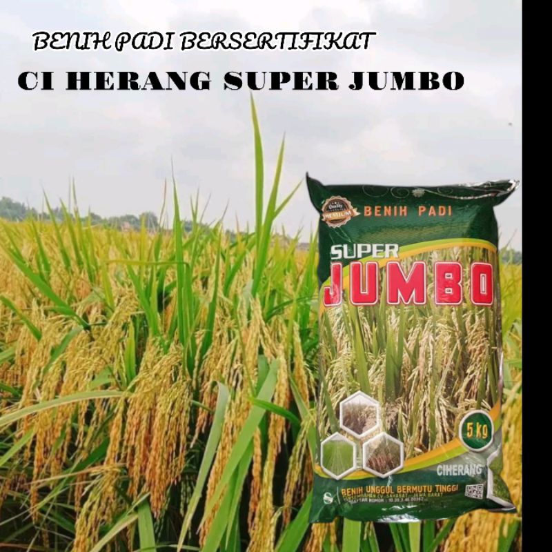 Jual BENIH PADI BERSERTIFIKAT CIHERANG SUPER JUMBO kemasan 5kg,, segel pabrik 100% original ...