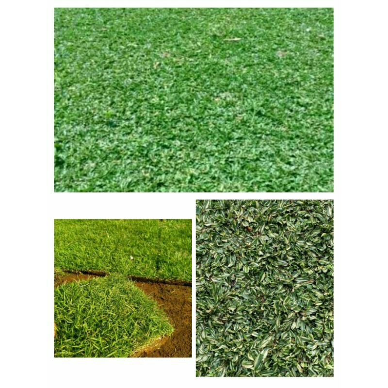 Jual JASA PASANG RUMPUT - JASA PENANAMAN RUMPUT - JASA BIKIN TAMAN ...