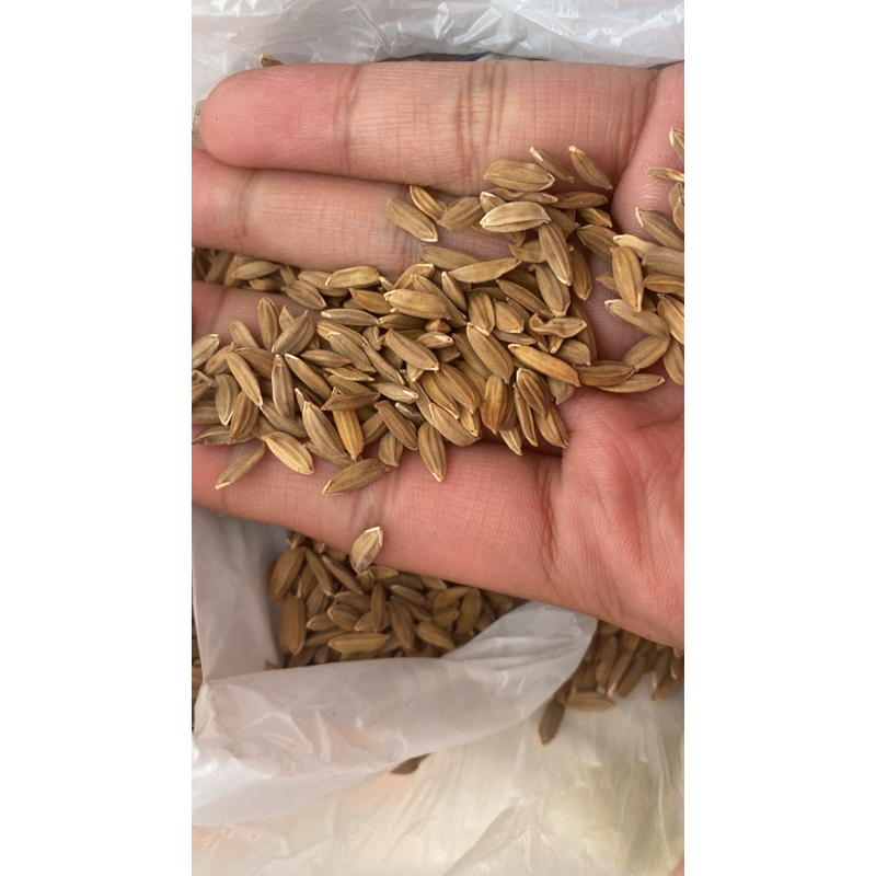 Jual benih beras merah / beras sehat 1 kg | Shopee Indonesia