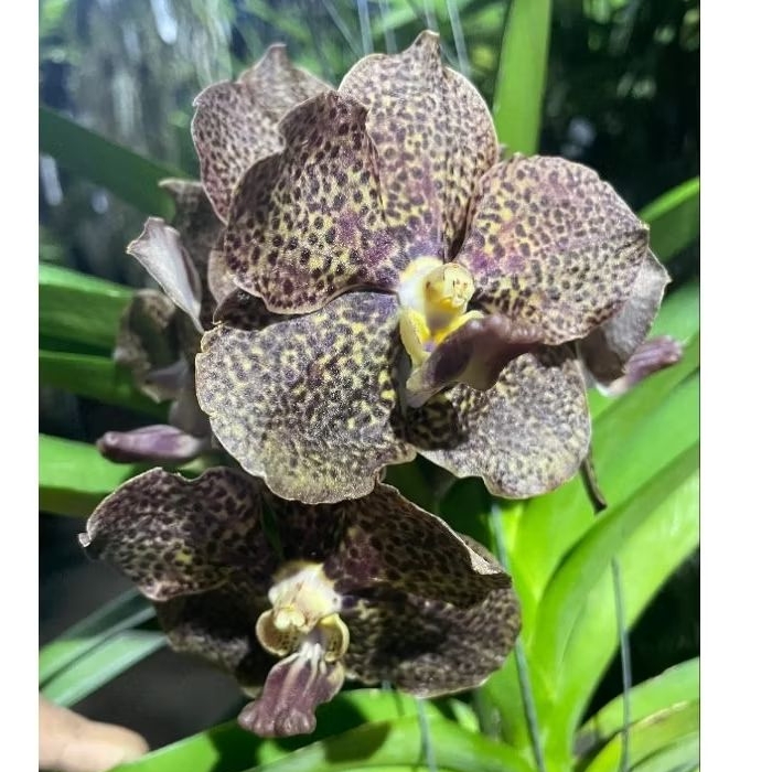 Jual VANDA | ANGGREK VANDA MINI PLAMER 4 N X KULVADE FRAGRANCE | Shopee ...