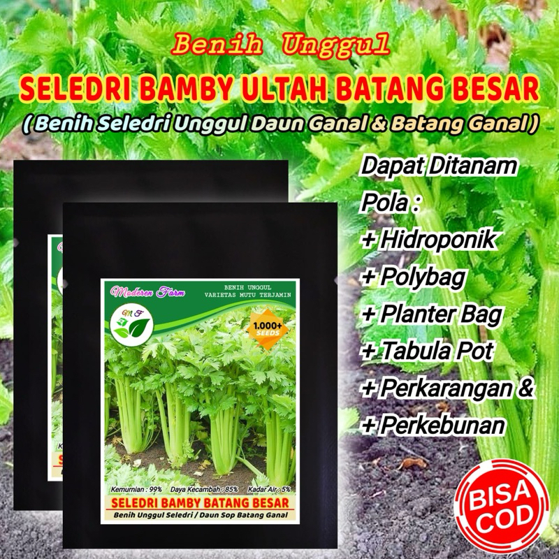 Jual BENIH SELEDRI ULTAH BATANG BESAR UNGGUL | Shopee Indonesia