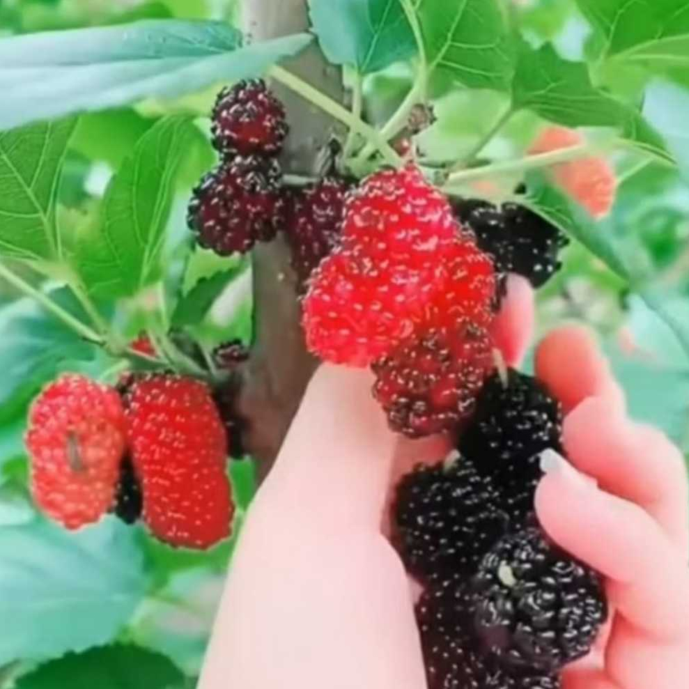 Jual TANAMAN POHON BUAH RASBERRY SIAP TANAM $ PANEN, TANAMAN HIDUP ASLI ...