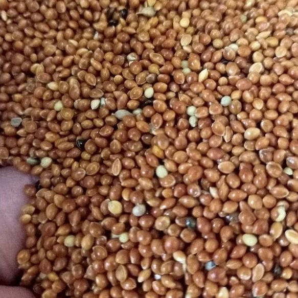 Jual BIJI MILLET MILET MERAH PAKAN BURUNG KEMASAN 1KG | Shopee Indonesia