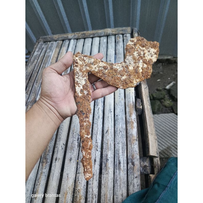 Jual kudi hyang jumbo temuan darat | Shopee Indonesia