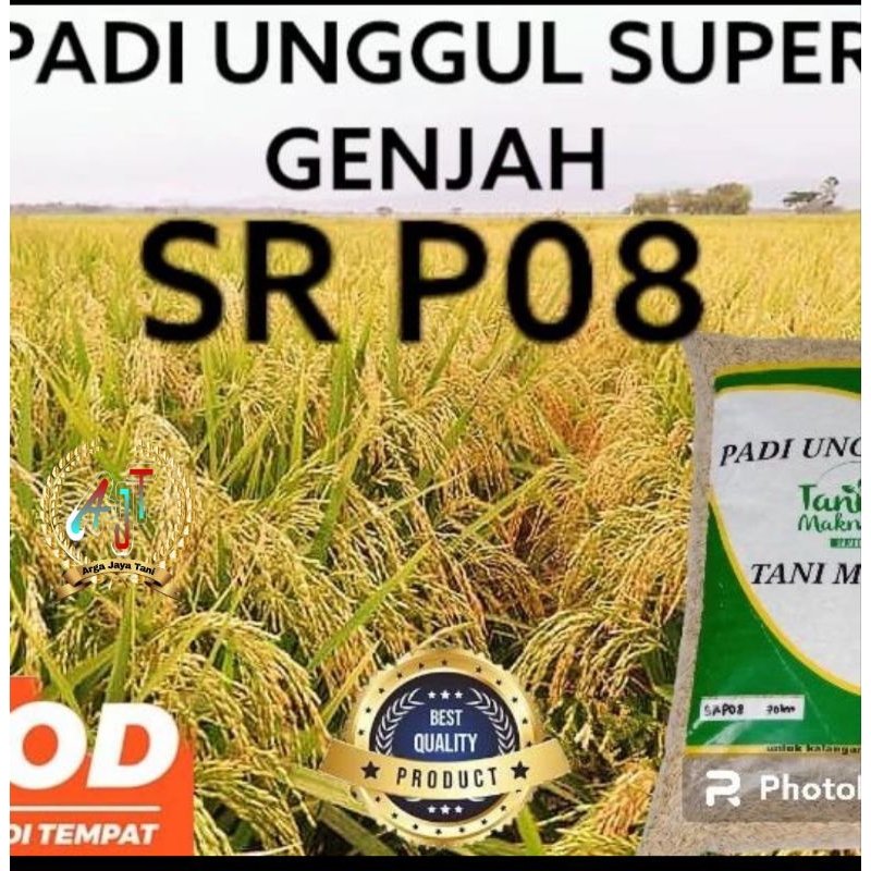 Jual Benih Padi SR p08 Ultra Genjah 1kg | Shopee Indonesia