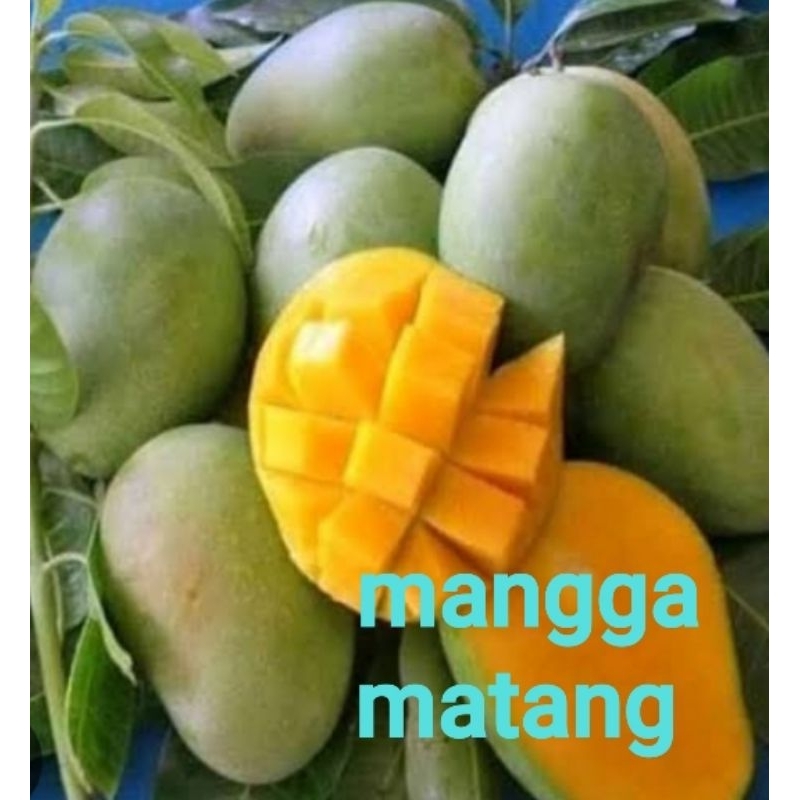 Jual mangga matang harum manis 1 kg | Shopee Indonesia
