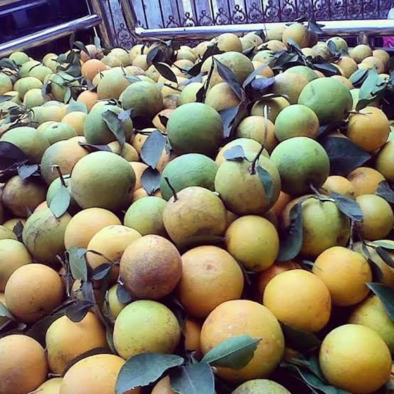 Jual buah jeruk peras manis 15 kg | Shopee Indonesia