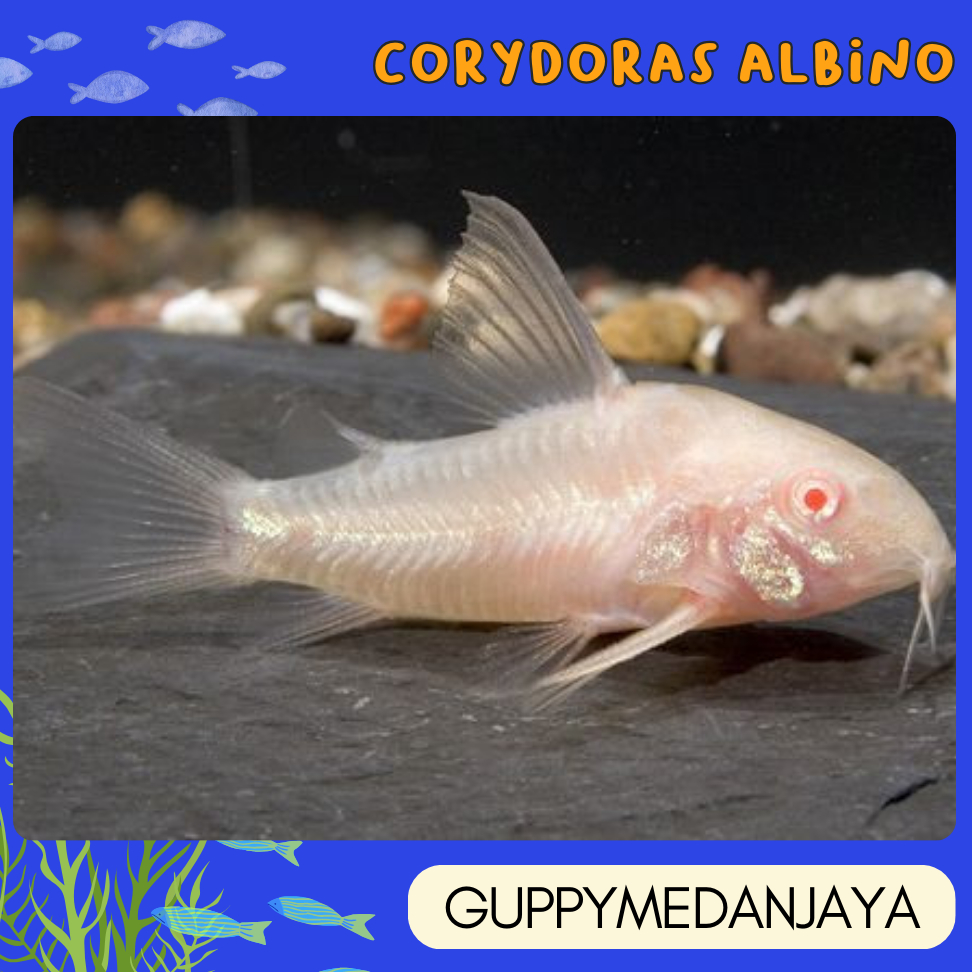 Jual ikan corydoras albino ikan tikus khusus gojek | Shopee Indonesia