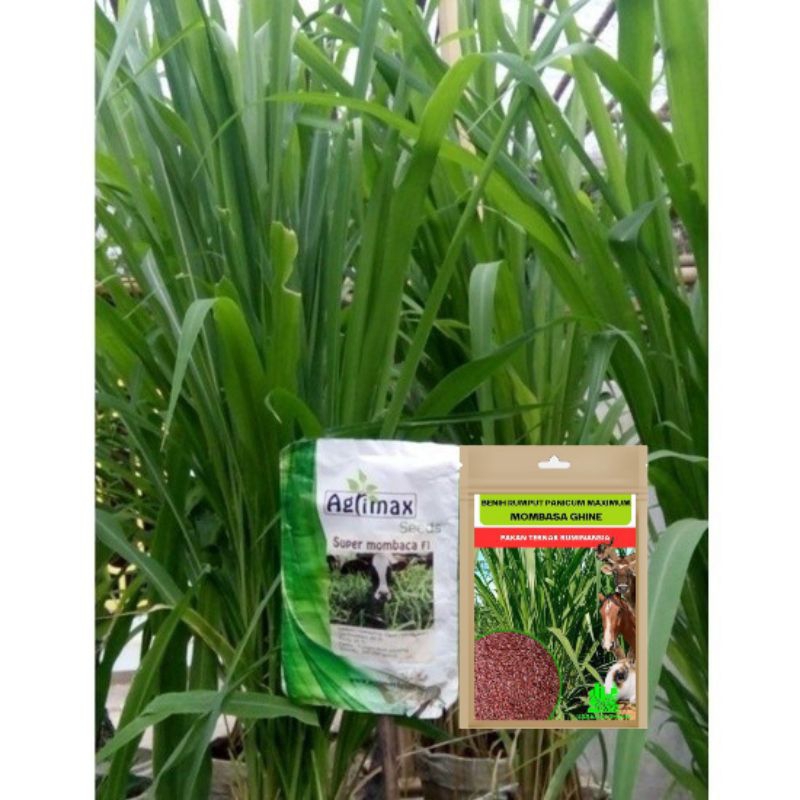 Jual Benih rumput super mombaca f1 250biji agrimax spanyol - bibit ...