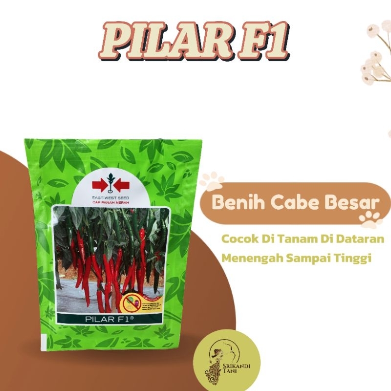 Jual Benih Cabe Besar Hibrida Pilar F1 Kemasan 1.500 Butir Original ...