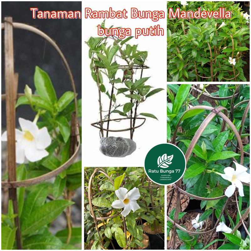 Jual Tanaman Rambat Bunga Mandevella Bunga Putih | Shopee Indonesia
