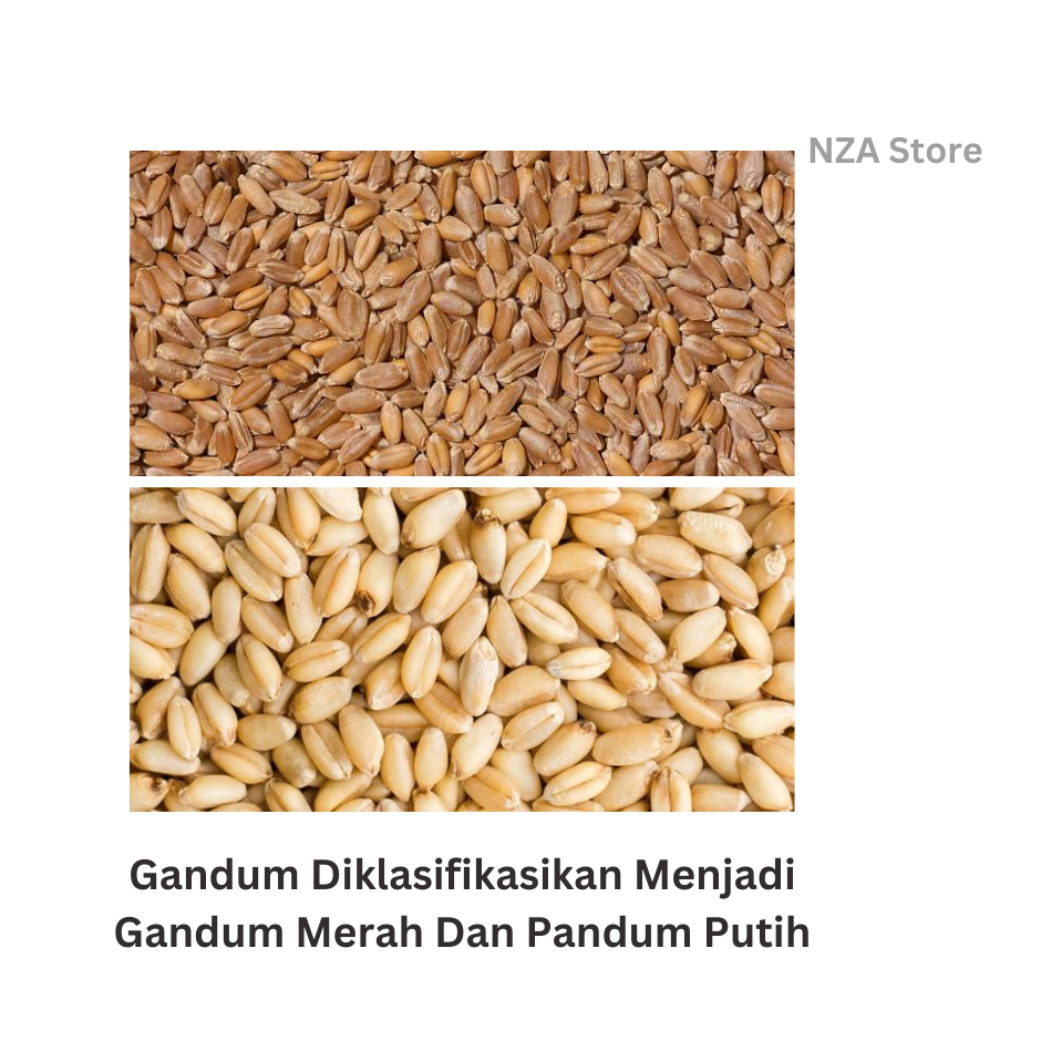 Jual Biji Gandum 50 Kg - Benih Gandum | Shopee Indonesia