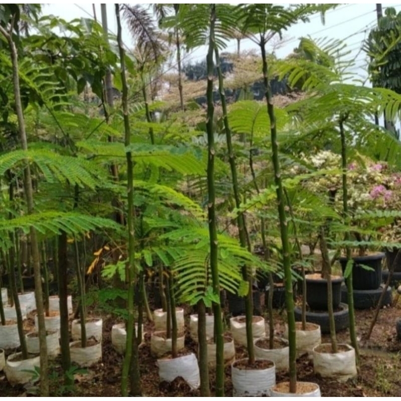 Jual paket 12 tanaman hias Ketapang Kencana tinggi 3 meter dan paket 10 ...