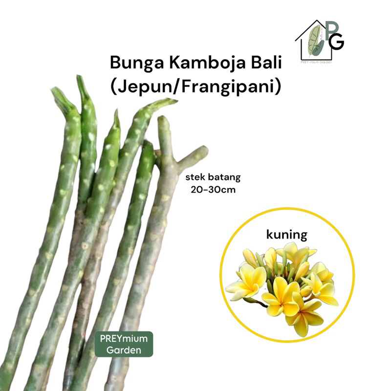 Jual -PG- Stek Batang 40cm Bunga Kamboja Bali Kuning / Frangipani ...