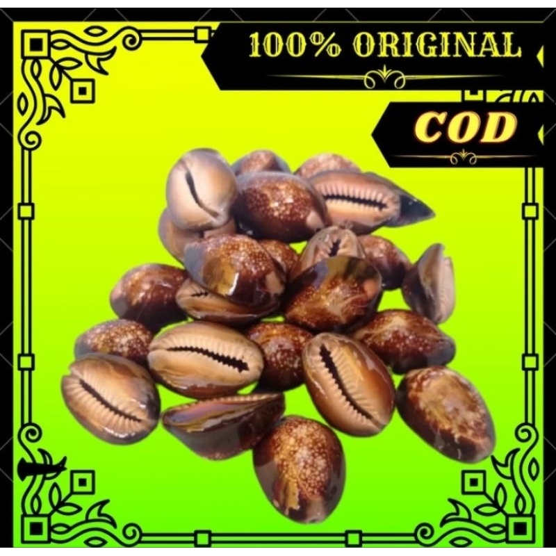 Jual Termurah!!! Kulit Kerang Kuwuk Hitam Paket Biji Congklak Kerang ...