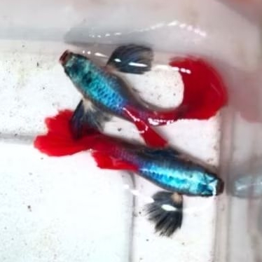 Jual HFB Ikan Guppy Premium Grade A PRTDE Platinum Red Tail Dumbo Ear Untuk Hias dan Budidaya ...