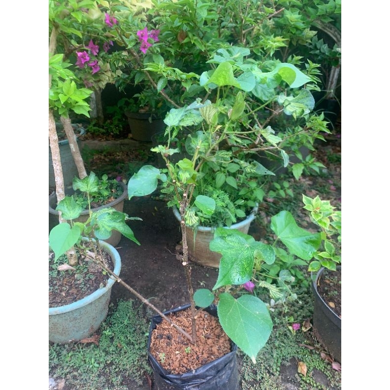 Jual bahan bonsai waru wayang | Shopee Indonesia