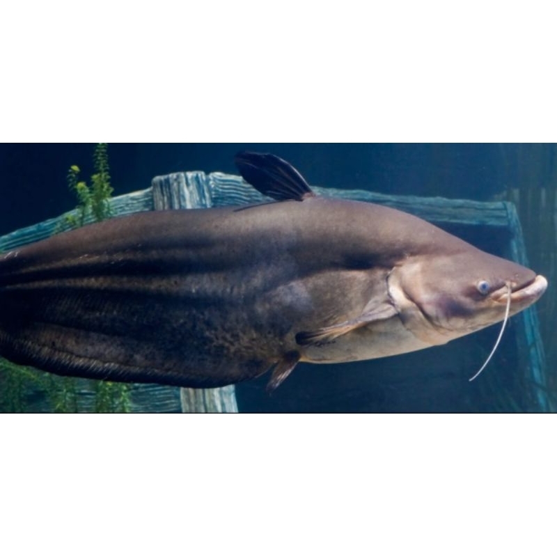 Jual Replika Ompok Catfish 15-20cm (Ompok Bimaculatus) || Garansi Hidup ...