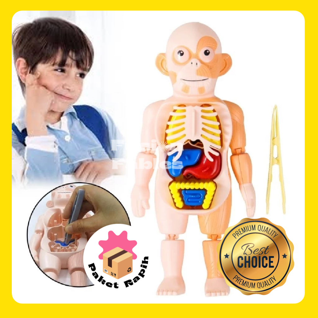 Jual mainan edukasi organ untuk anak anatomi manusia | Shopee Indonesia