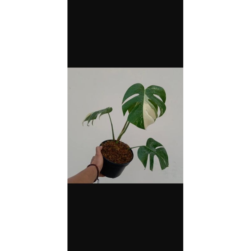 Jual monstera variegata marble | Shopee Indonesia