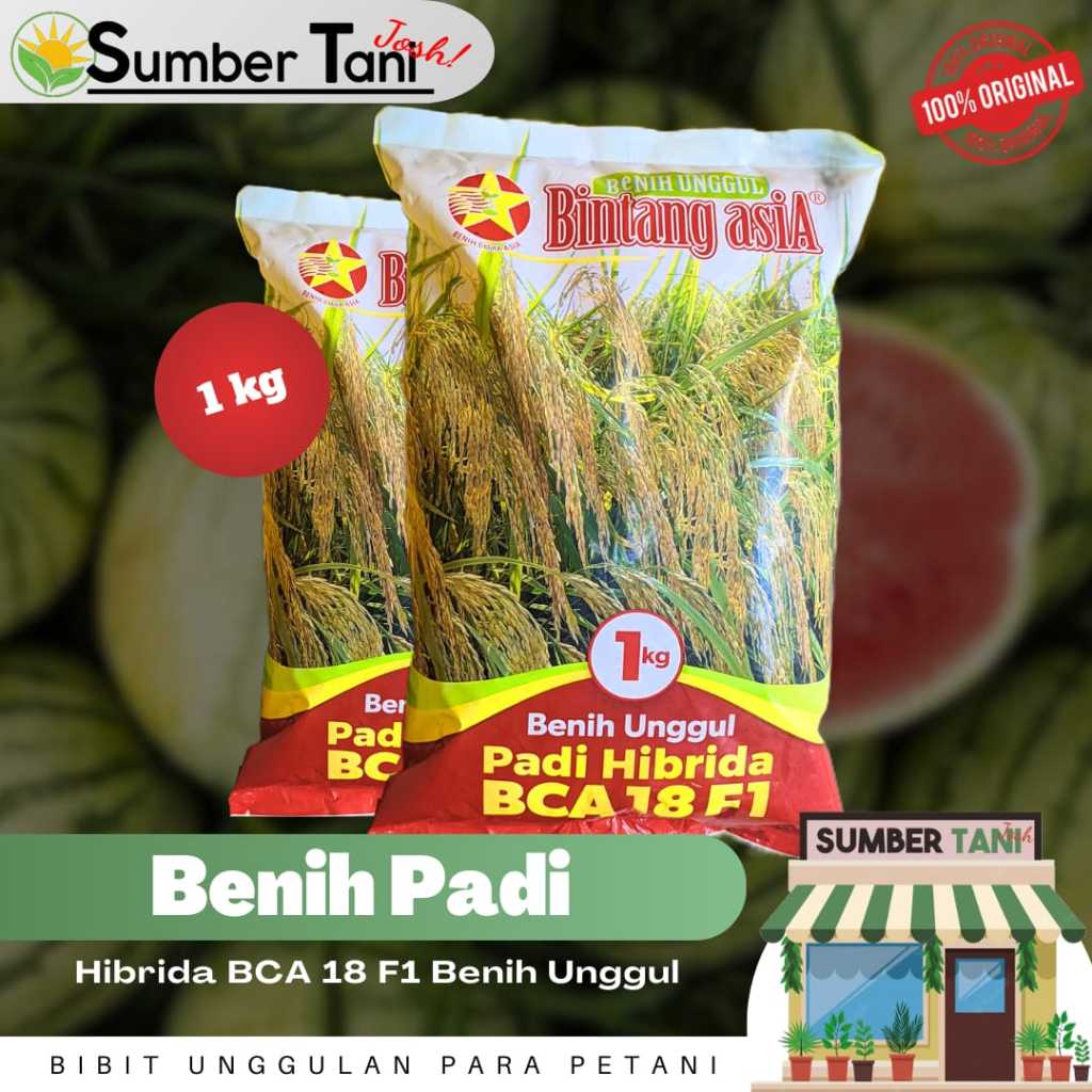 Jual Benih Padi Hibrida BCA 18 F1 Kemasan 1 kg Bintang Asia EXP 05 2025 | Shopee Indonesia