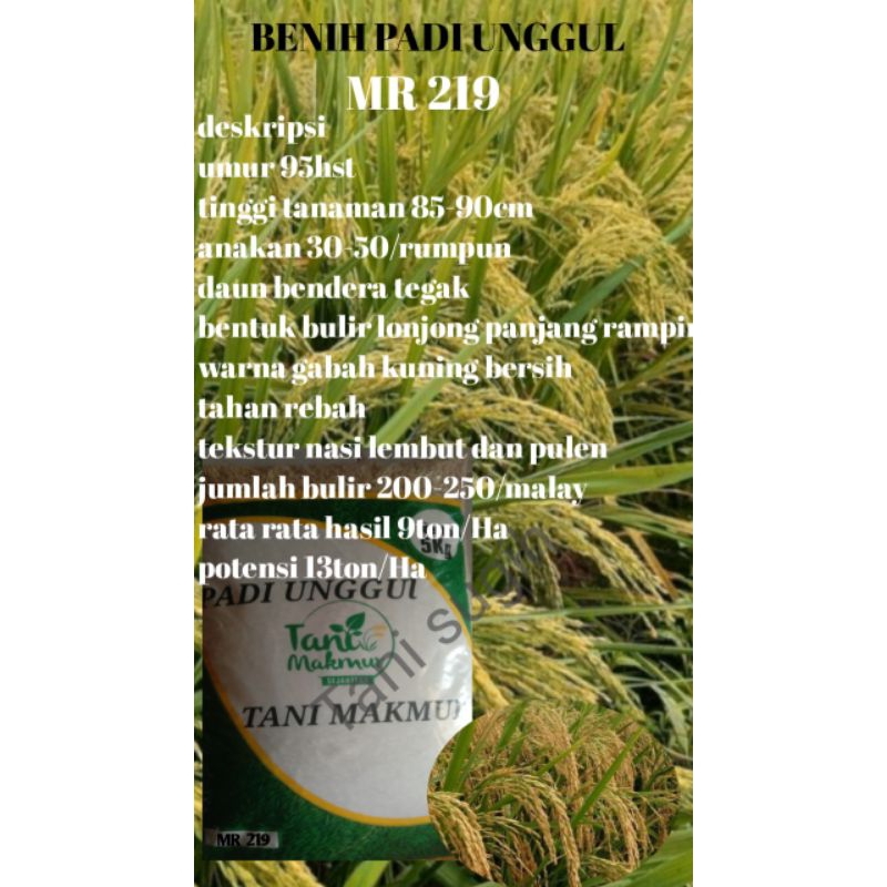Jual benih/bibit padi MR 219 kemasan 5kg,hst 95,potensi hasil 13ton ...