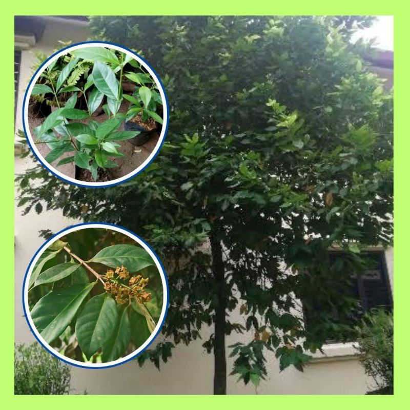 Jual Terjamin Asli..!! Tanaman daun Salam hidup, Tanaman daun Salam ...