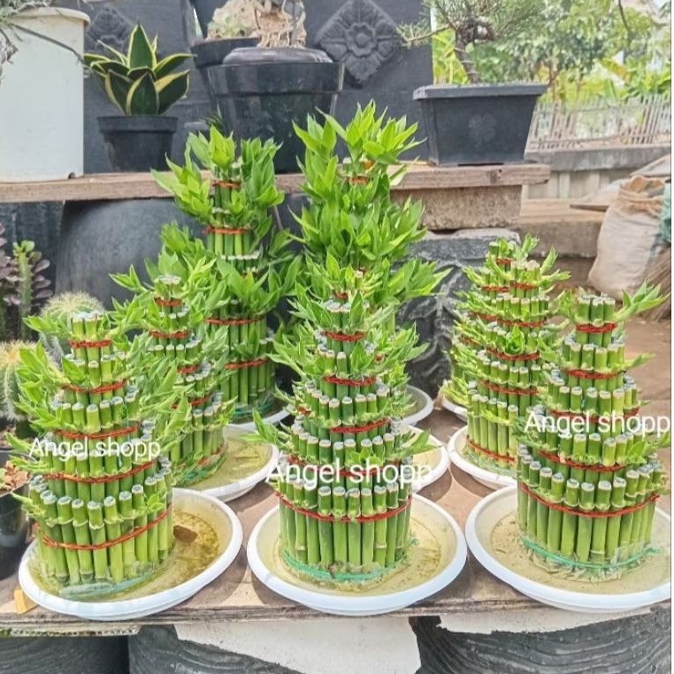 Jual Bambu Hoki 5susun/Bambu Air/Bambu Rezeki Indoor Siap Pajang ...