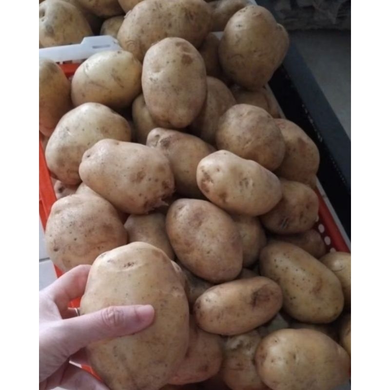 Jual kentang | Shopee Indonesia