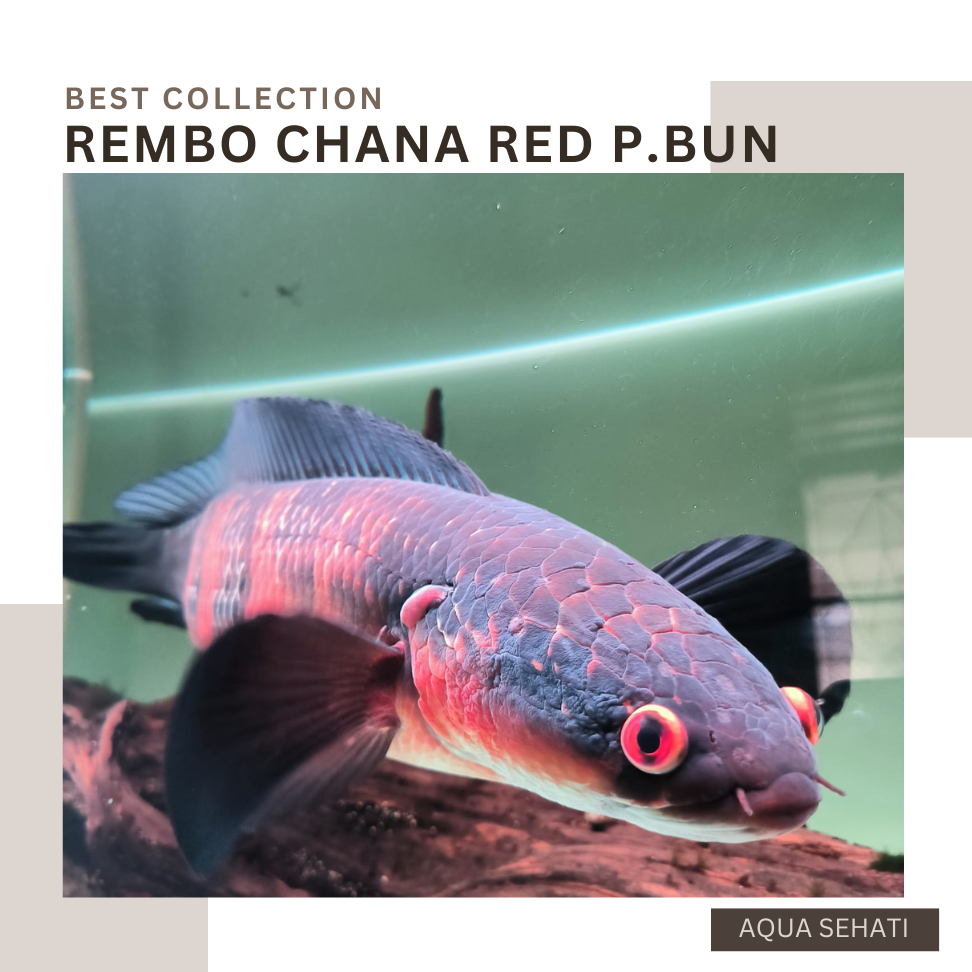 Jual Ikan Chana Maru RED PANGKALAN BUN / Red BARITO - Chana Merah ...