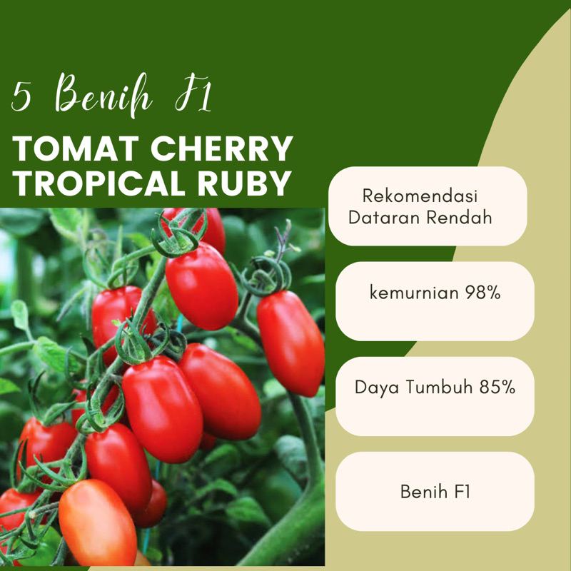 Jual 5 Biji Benih F1 Tomat Cherry Merah Tropical Ruby | Shopee Indonesia
