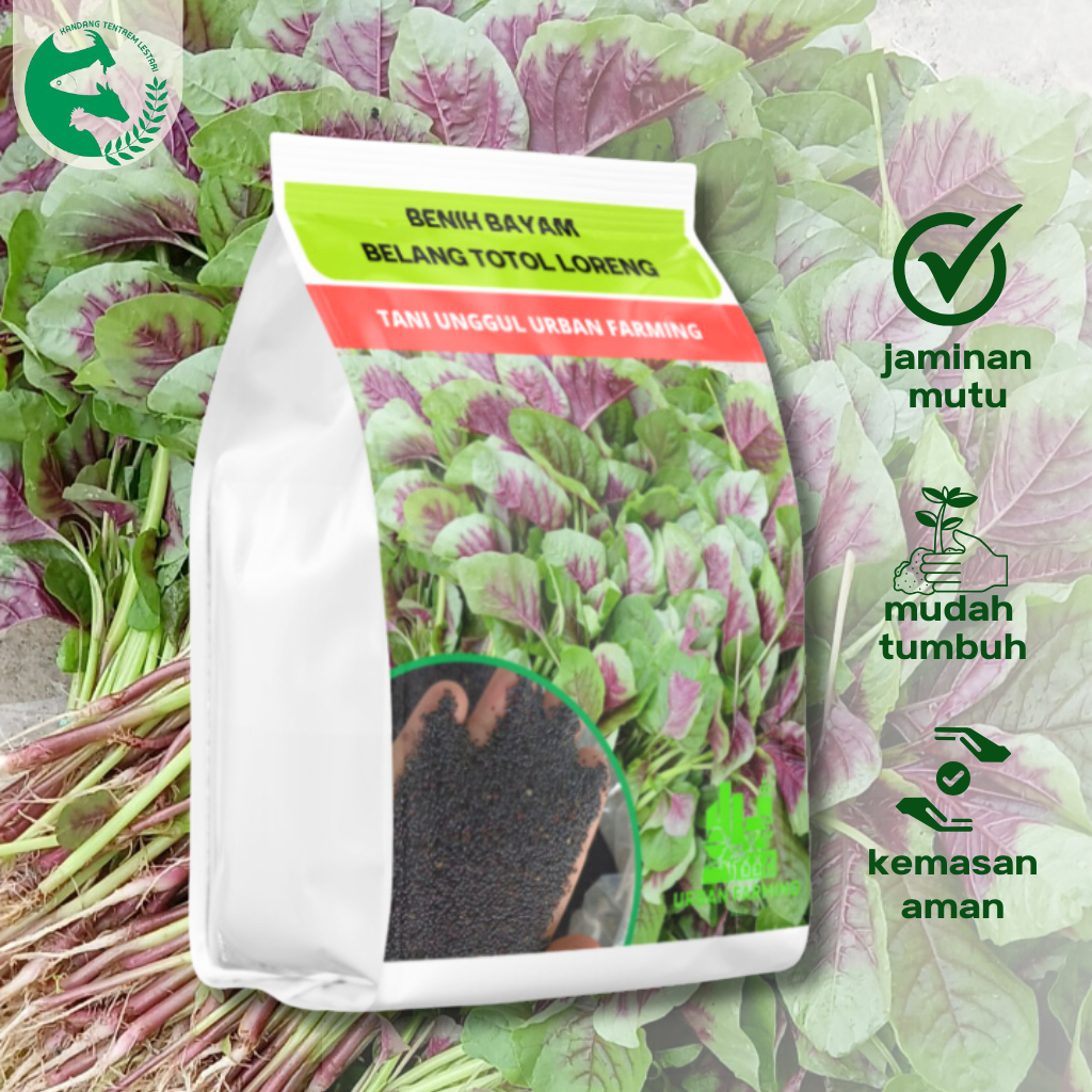 Jual Benih Bayam LORENG 1 kg URBAN FARMING Unggul Batik Belang ...