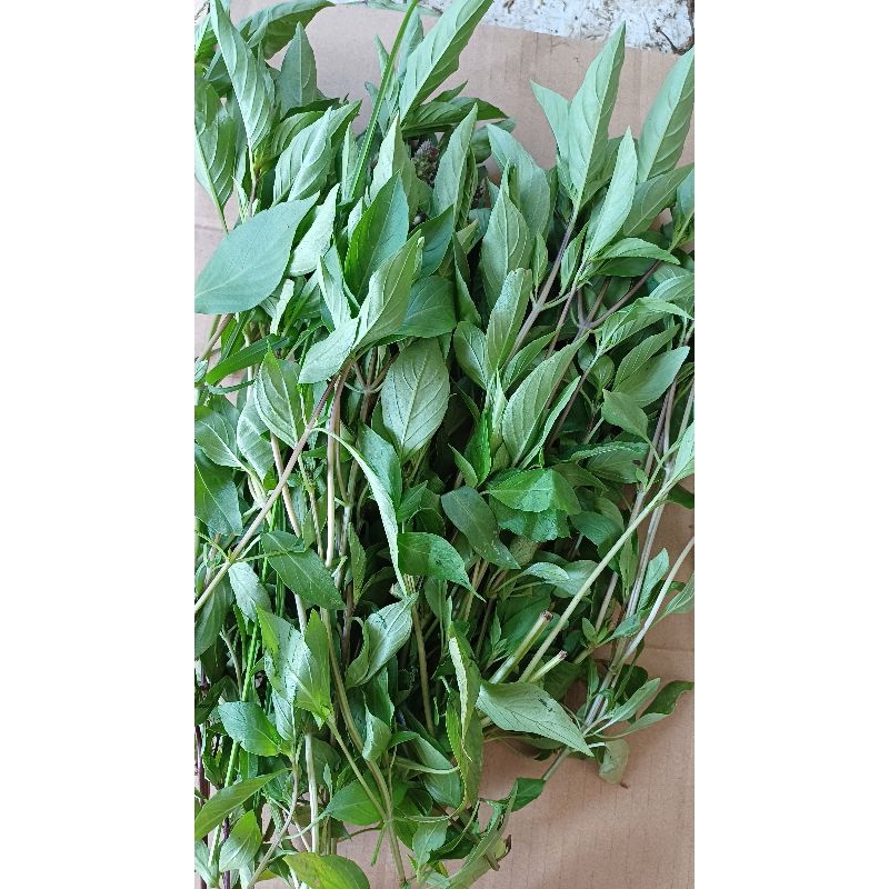 Jual 50 gram Daun basil Segar/daun selasih segar/Daun kemangi cina ...